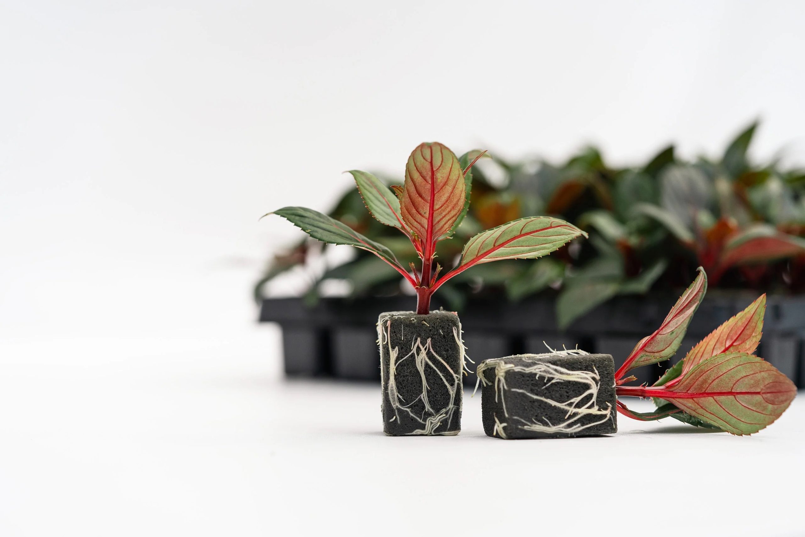 New OASIS® RhizoPlug™ Tray Singulated Foam Substrate Ushers in the ...