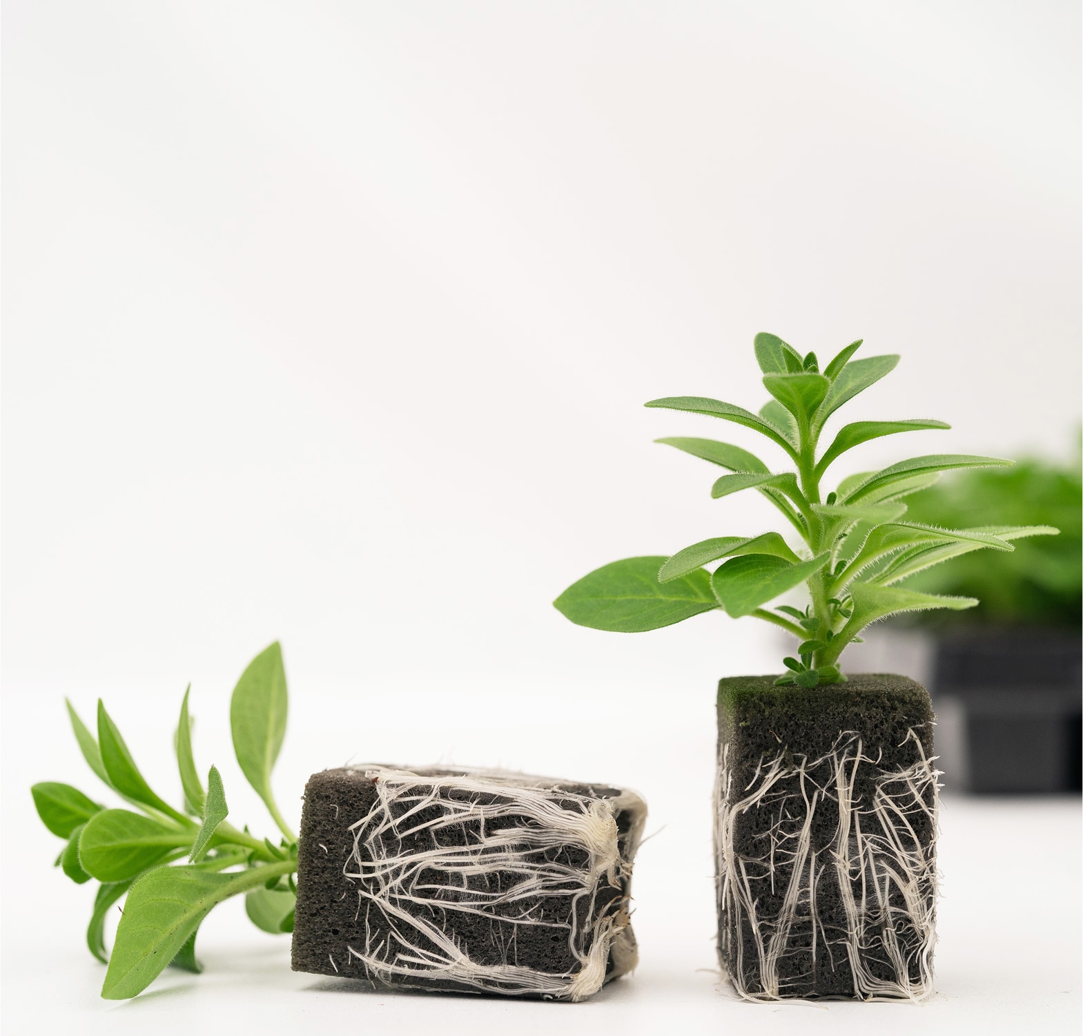 OASIS® RhizoPlug™ Tray - Oasis Grower Solutions