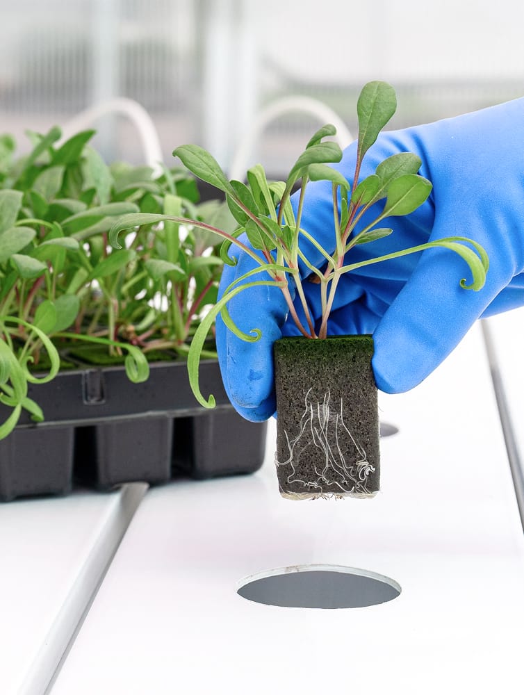 Hydroponics - Oasis Grower Solutions
