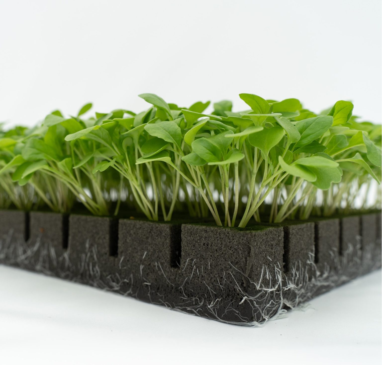 OASIS® AeroSelect™ PlugSheet - Oasis Grower Solutions