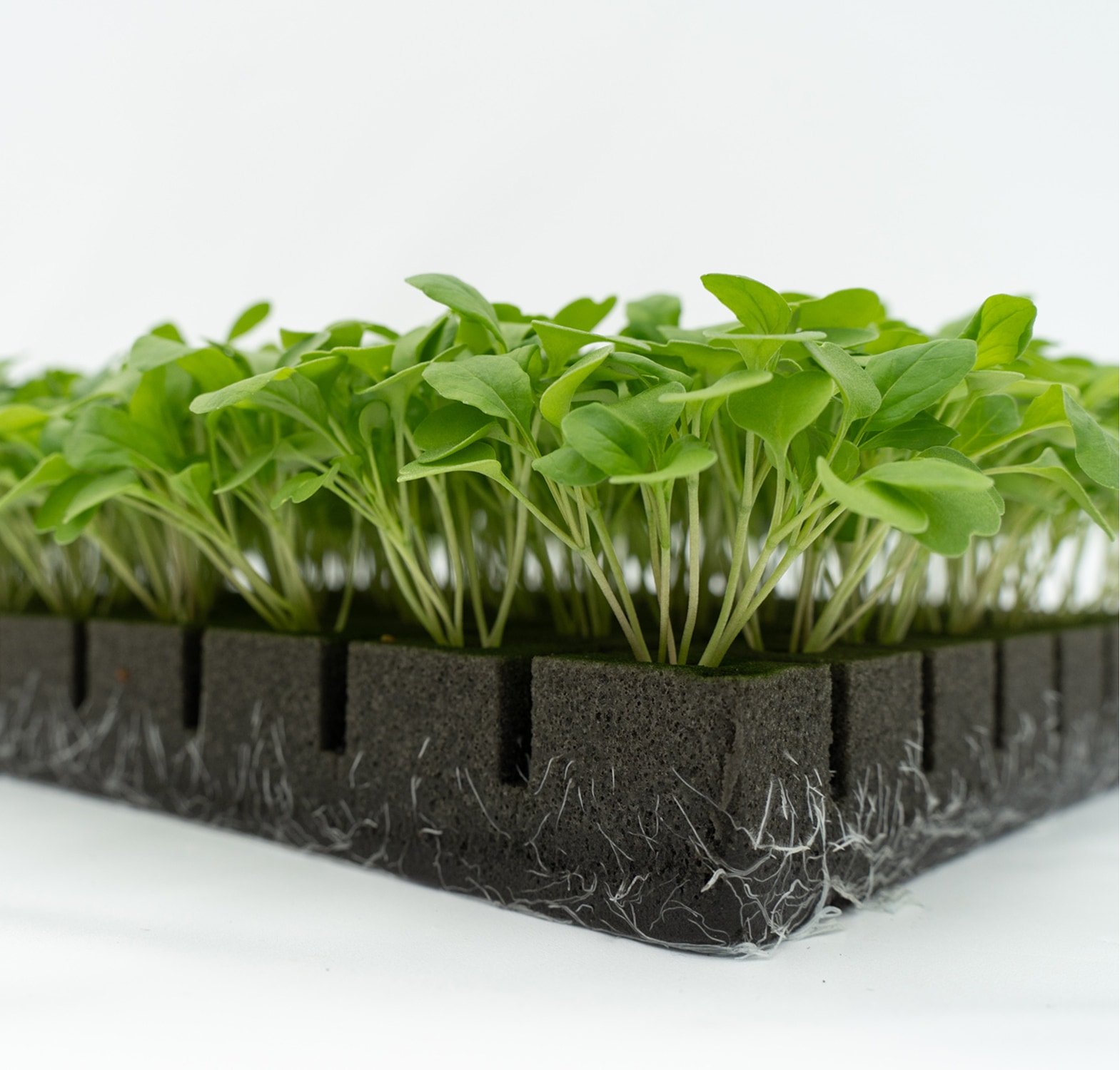 OASIS® AeroSelect™ PlugSheet - Oasis Grower Solutions