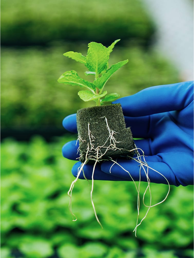 OASIS® RhizoPlug™ Substrates - Oasis Grower Solutions