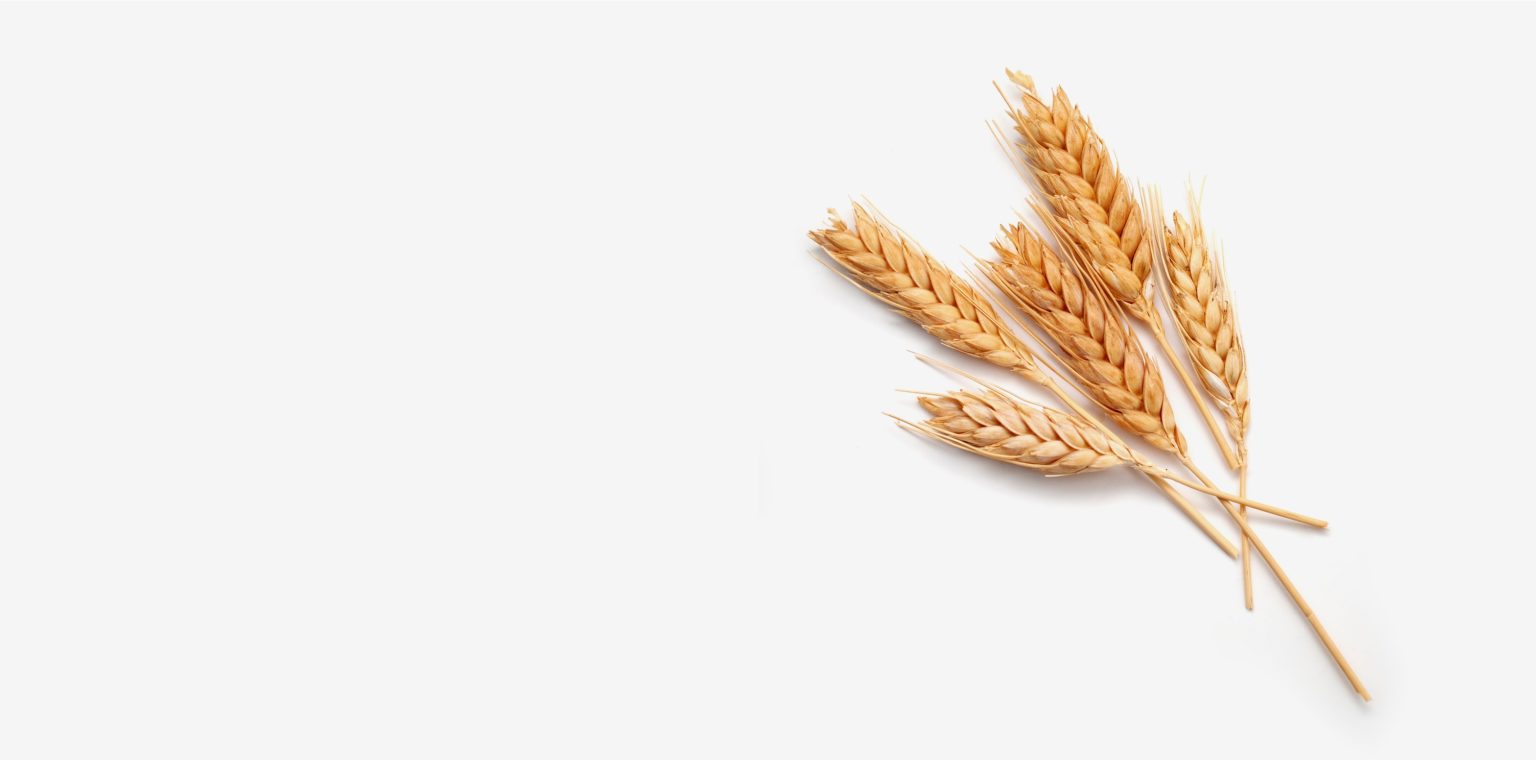 Wheat - Oasis Grower Solutions