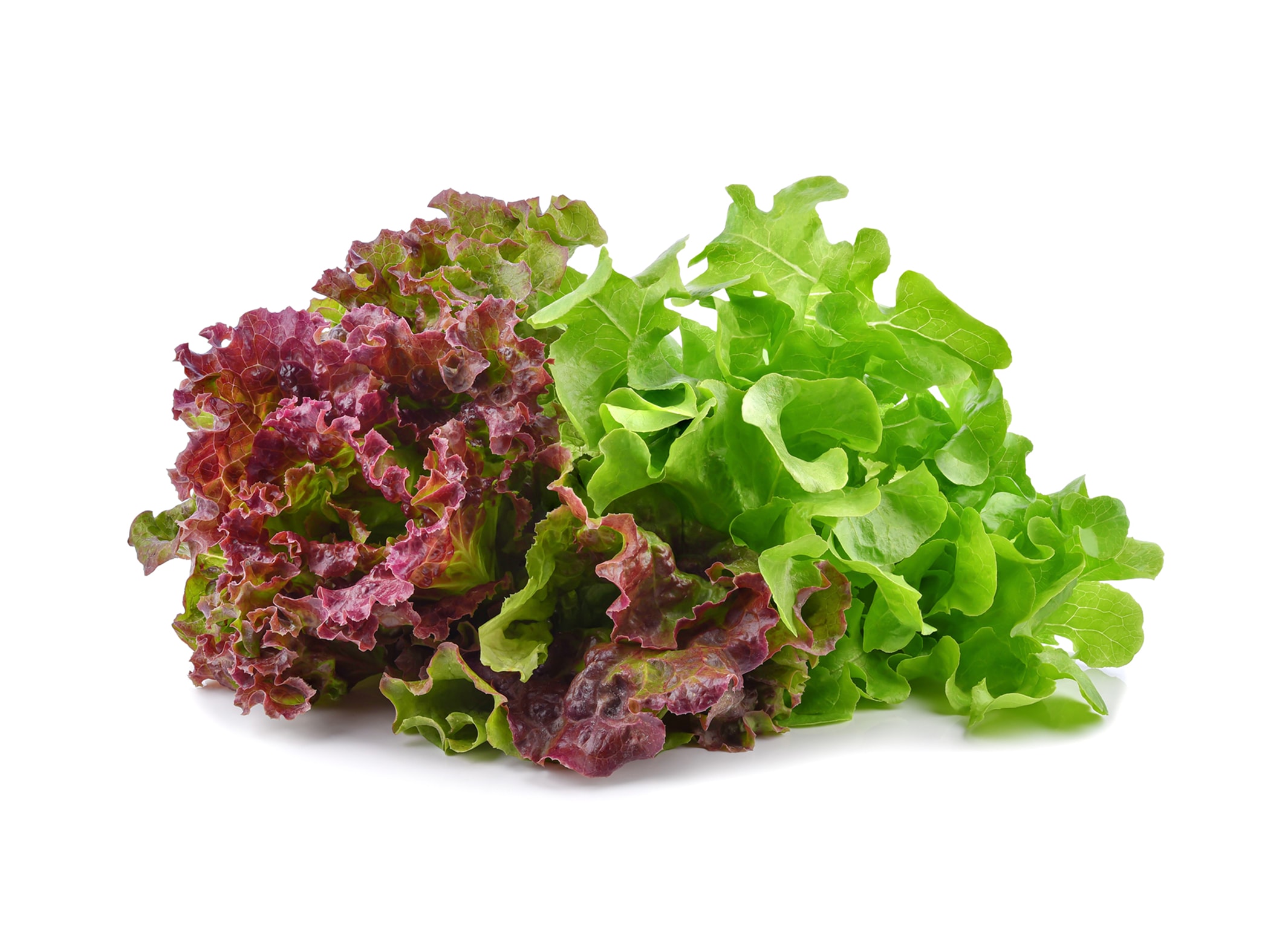 Controlled Environment Agriculture - Oasis Grower Solutions