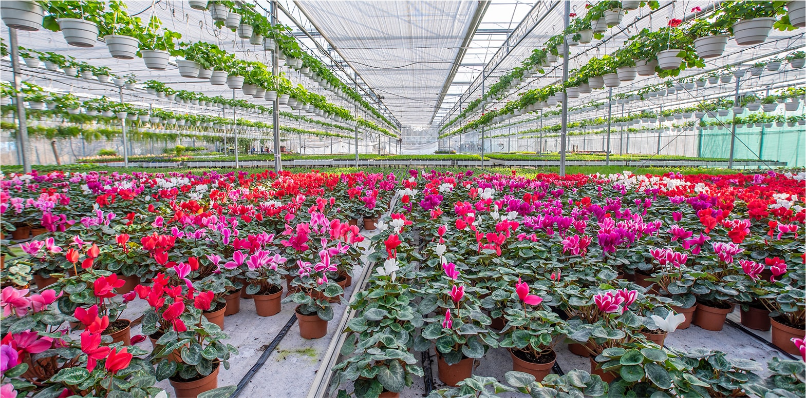 Floriculture Propagation Methods - Oasis Grower Solutions