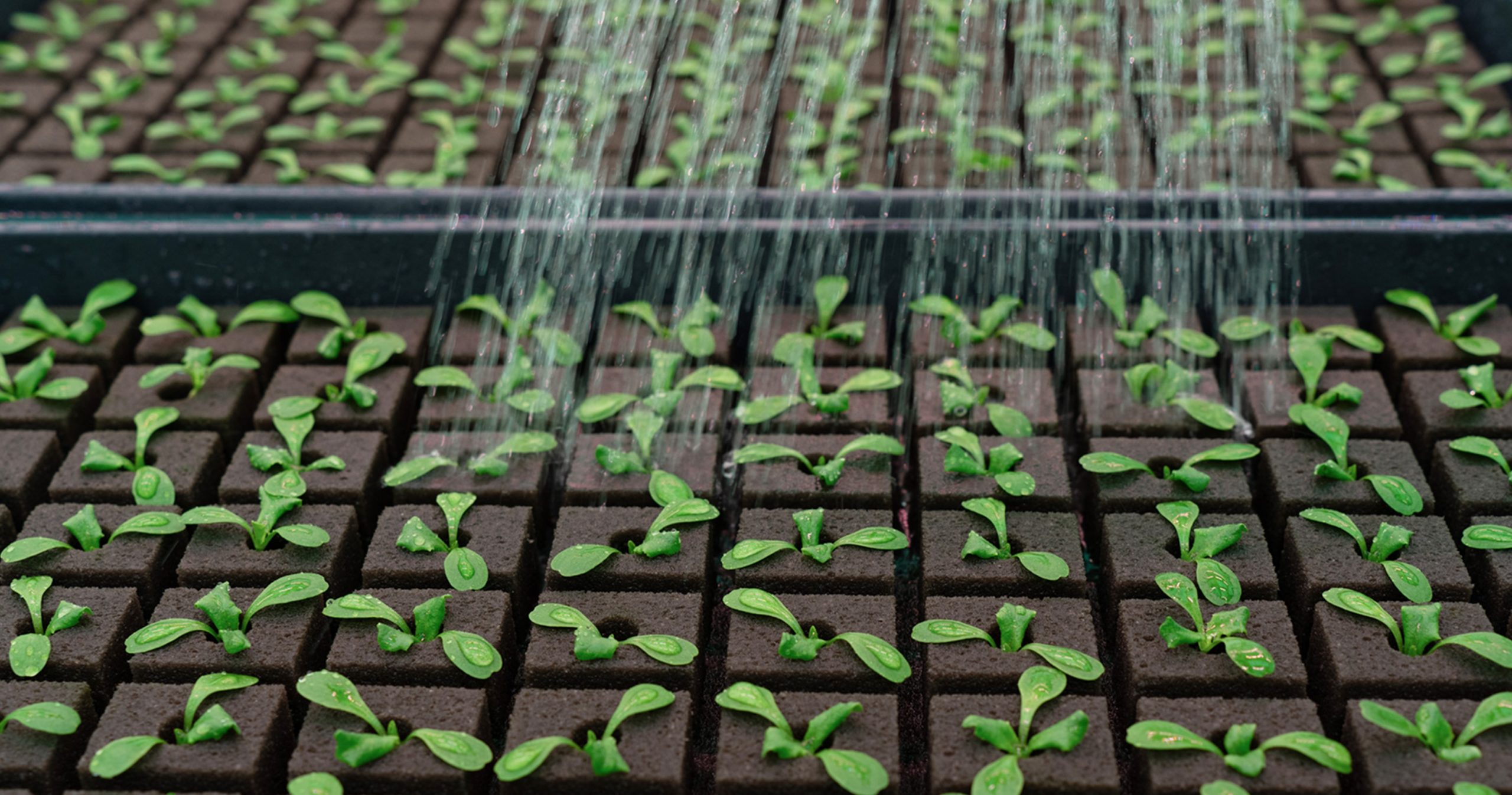 OASIS® Hydroponic Fertilizer 16-4-17 - Oasis Grower Solutions