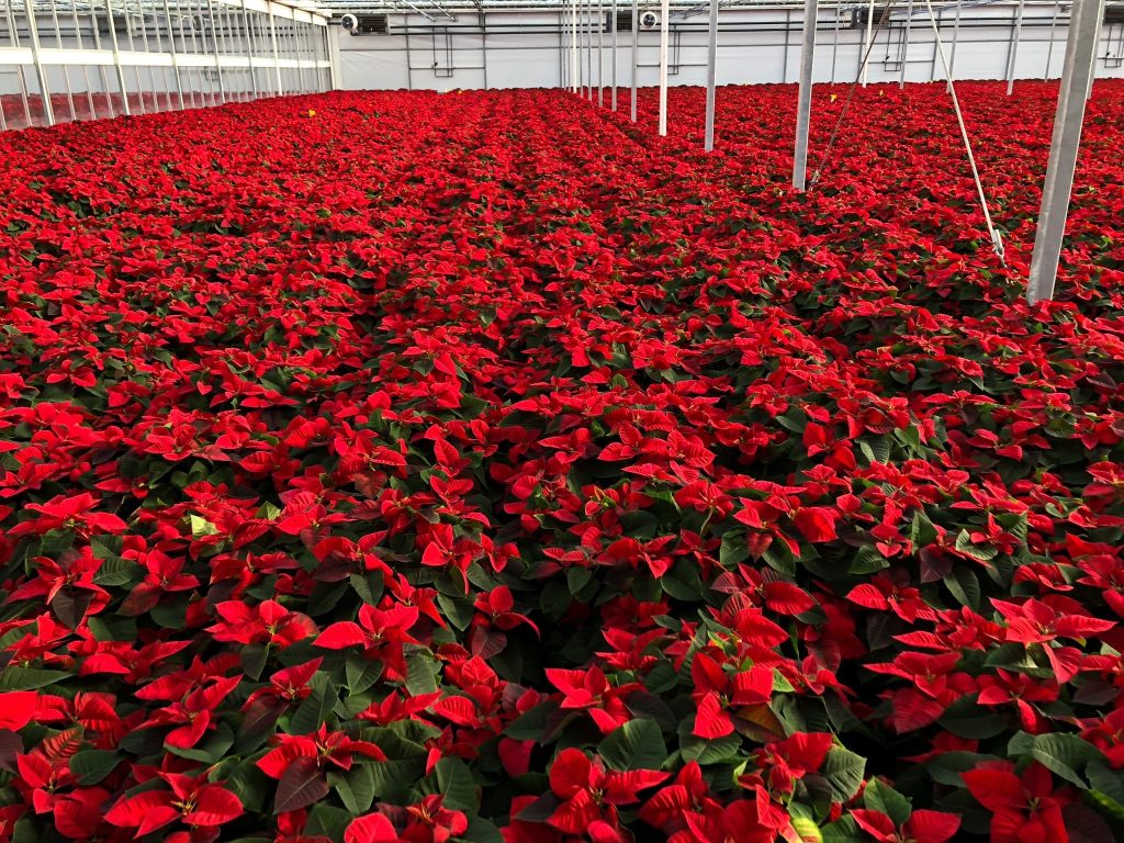 Our Poinsettia Connection: The Day Ecke Ranch Called - Oasis Grower ...