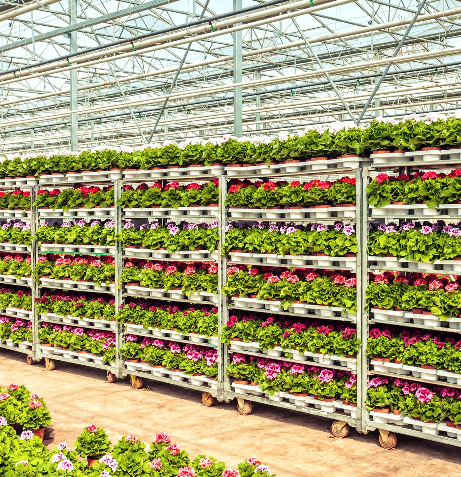 Postharvest Quality - Oasis Grower Solutions