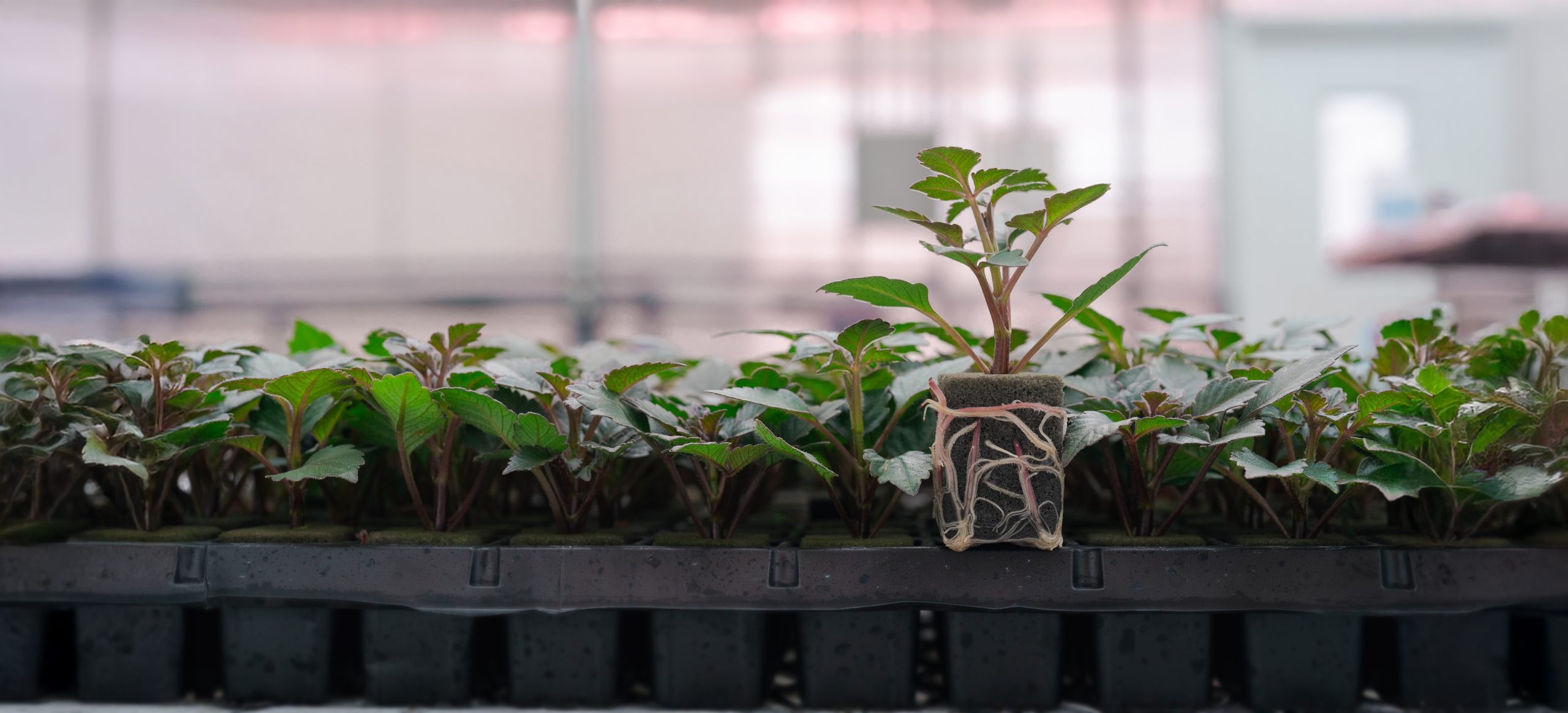 Propagation - Oasis Grower Solutions