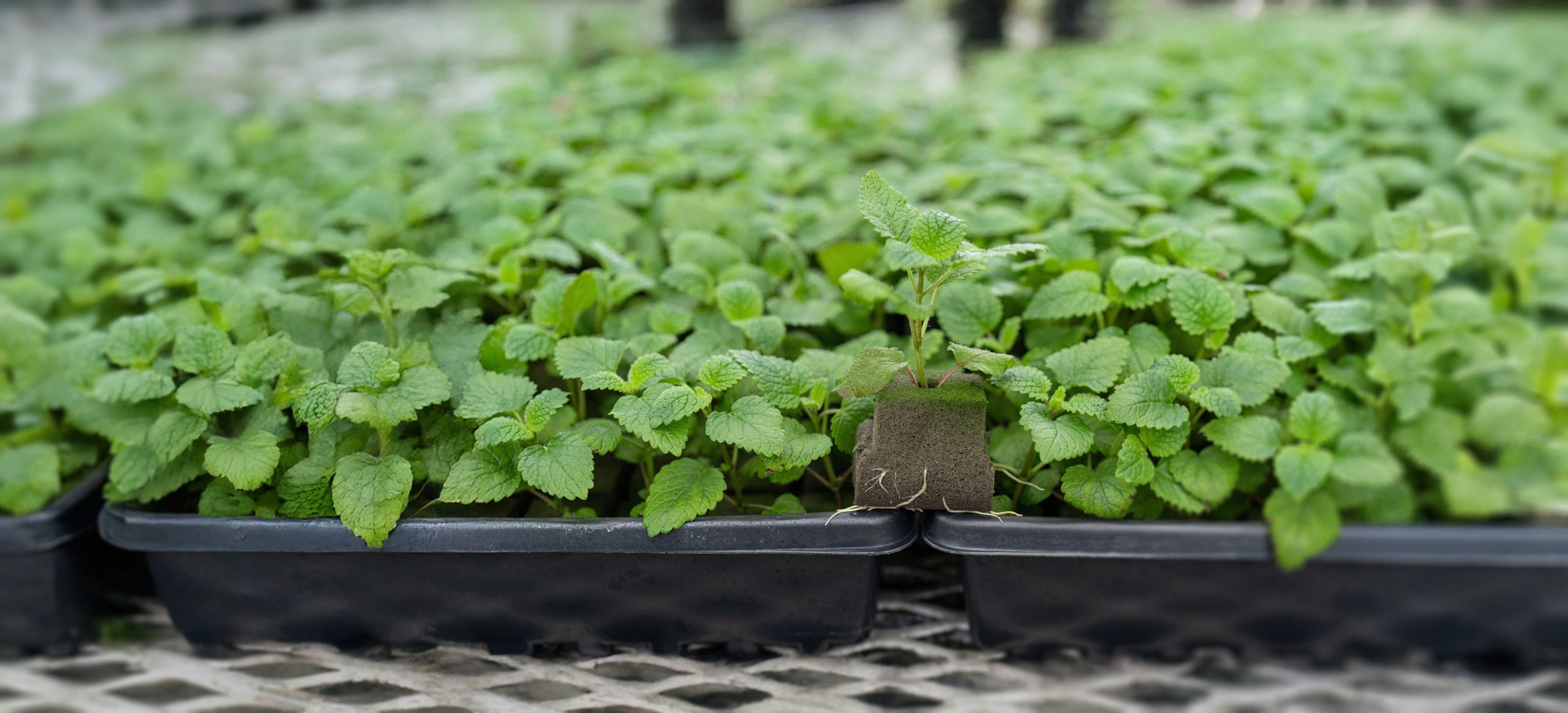 OASIS® Rootcubes® - Oasis Grower Solutions