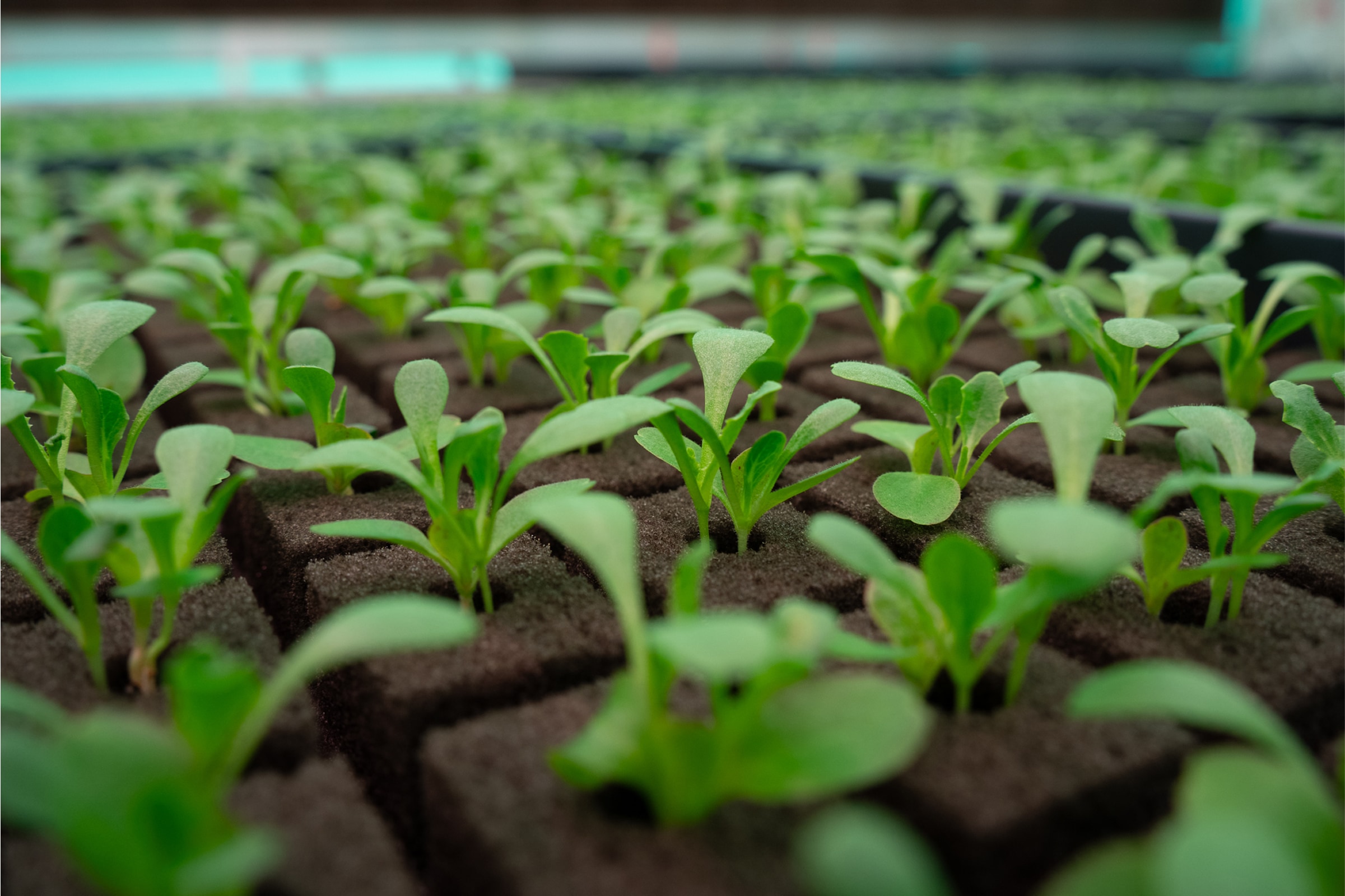 Controlled Environment Agriculture - Oasis Grower Solutions