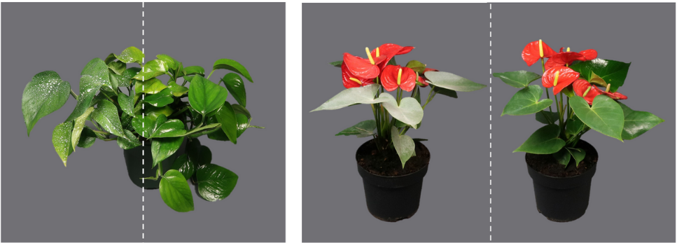 Introducing OASIS® Eleganz™ Liquid Leaf Clean, Shine and Protect ...