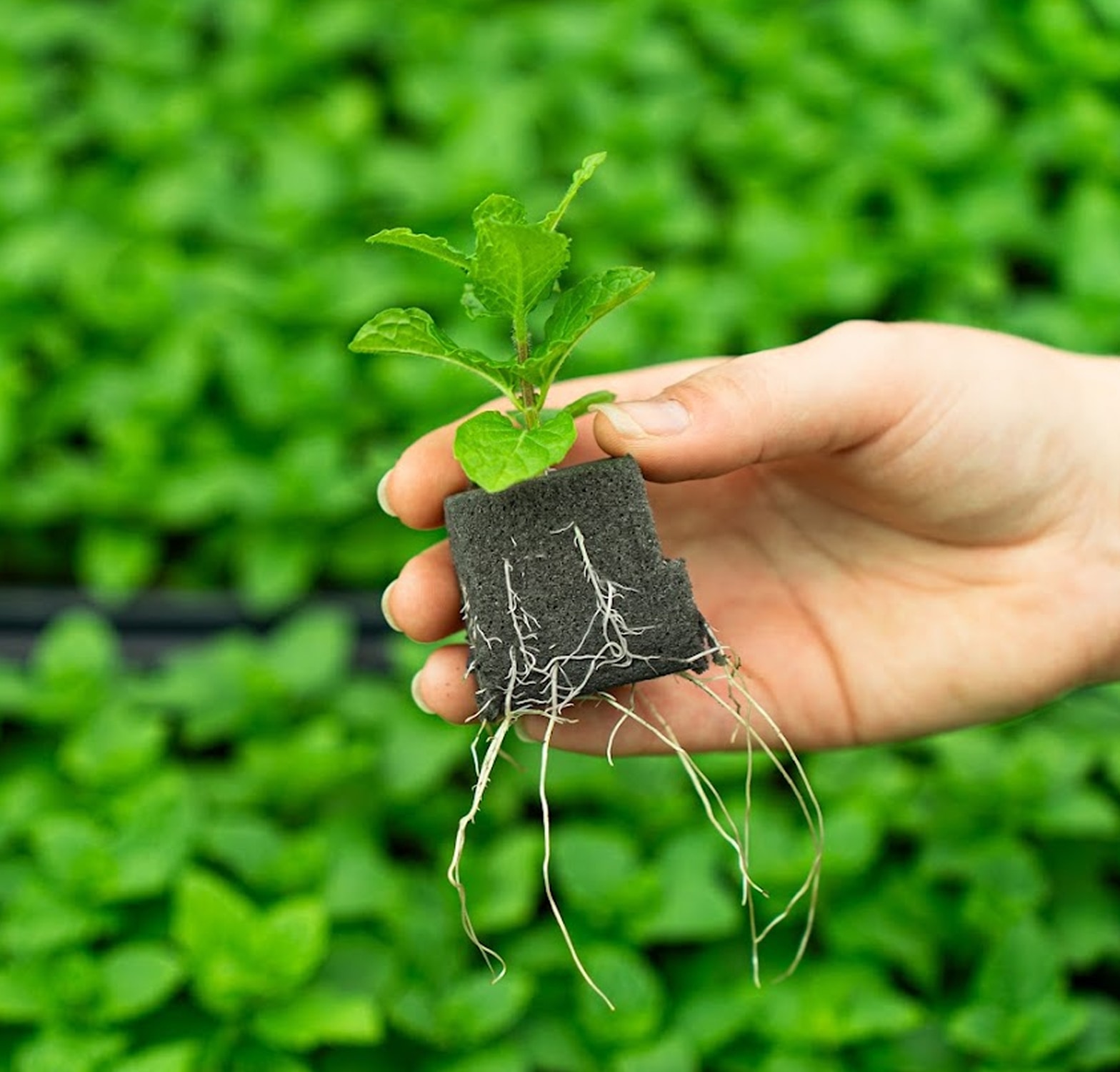 OASIS® RhizoPlug™ Sheet Propagation Kit - Oasis Grower Solutions