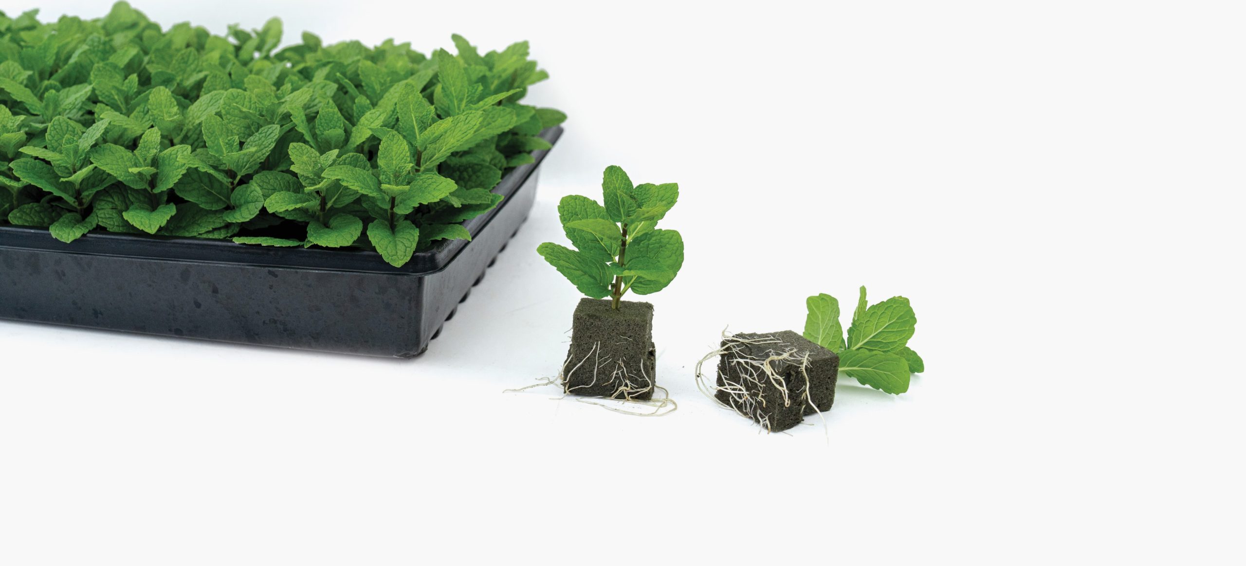 OASIS® RhizoPlug™ Sheet Propagation Kit - Oasis Grower Solutions